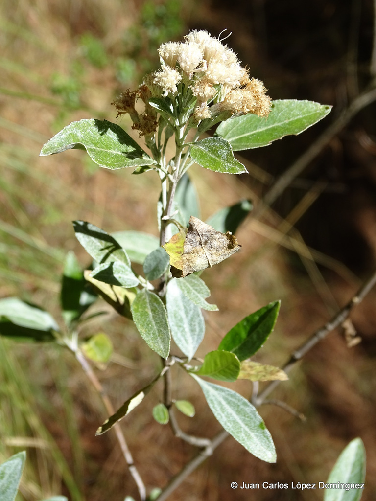Chamisa (Biodiversidad en el Cañón de la Carbonera, Nogales, Veracruz ...