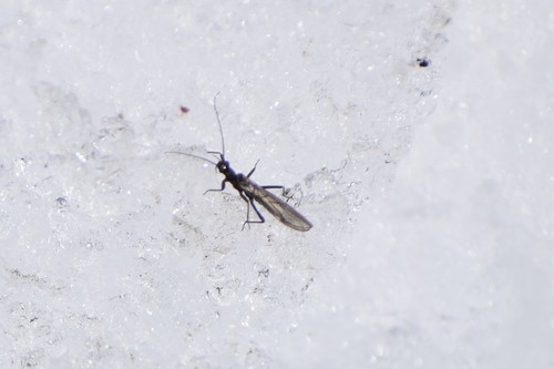 Slender Snowfly (Capnia gracilaria) · iNaturalist
