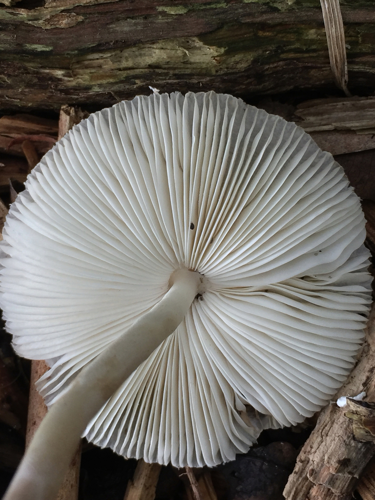 Skullcap Dapperling from Vintage Reserve, Henderson, Auckland, NZ on ...