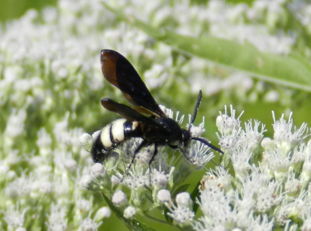 Double-banded Scoliid Wasp from 38.669388, -77.194576 on September 8 ...
