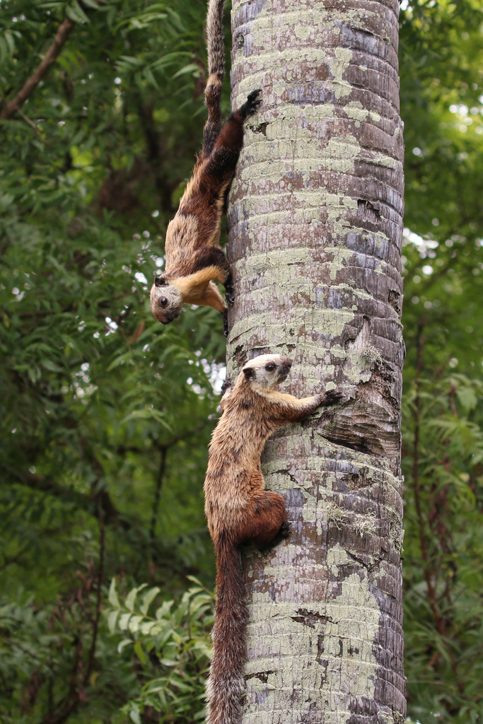 Asian Giant Squirrels (Ratufinae) - Know Your Mammals