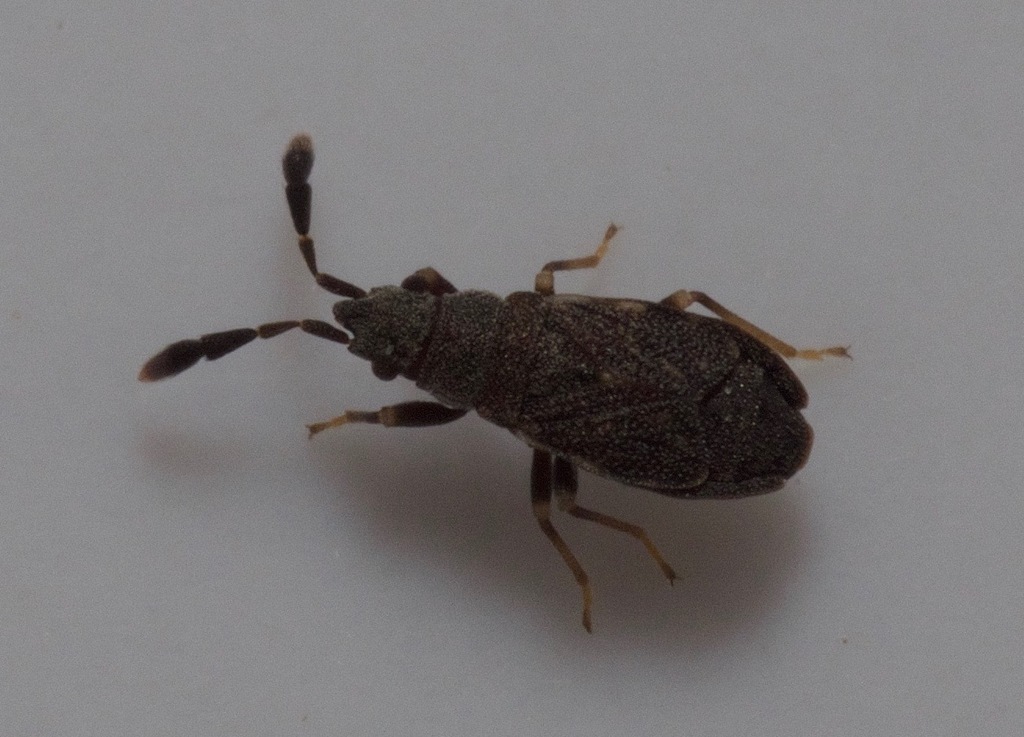Sisamnes clavigerus (Seed Bugs and Bordered Plant Bugs of the United ...