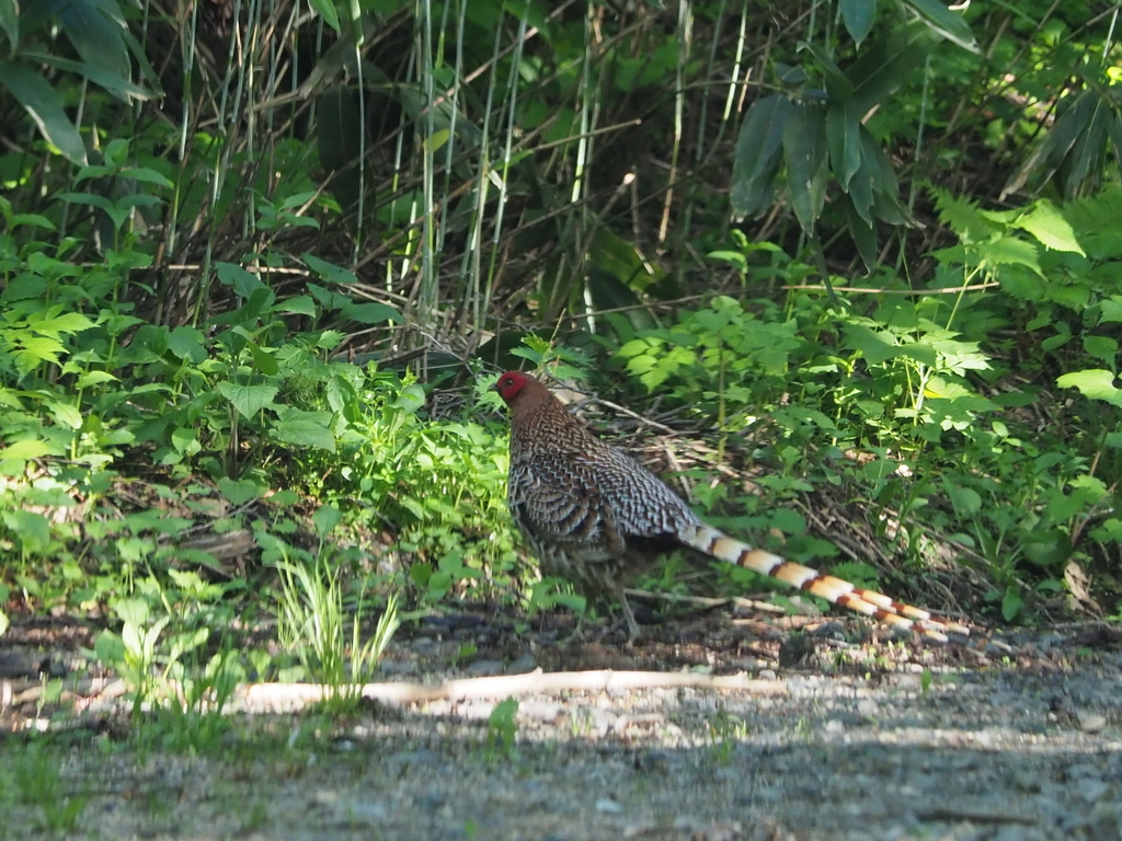 Copper Pheasant in May 2019 by Keita Watanabe · iNaturalist