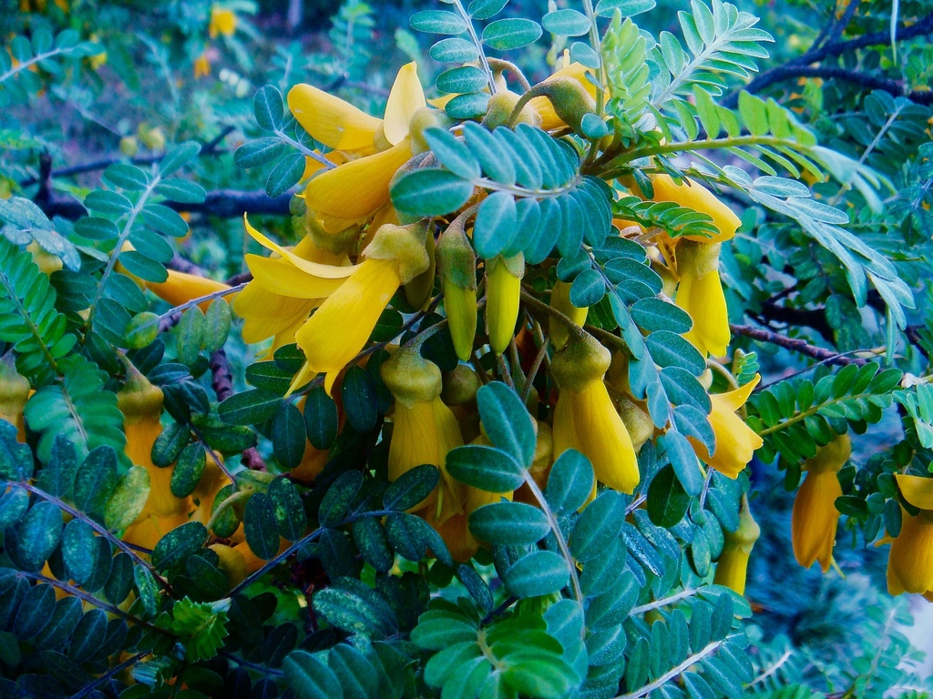 Toromiro (Sophora toromiro) - Botanical Realm
