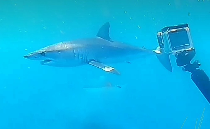 Shortfin Mako in January 2020 by Jay. Young female. About 150~160 cm ...