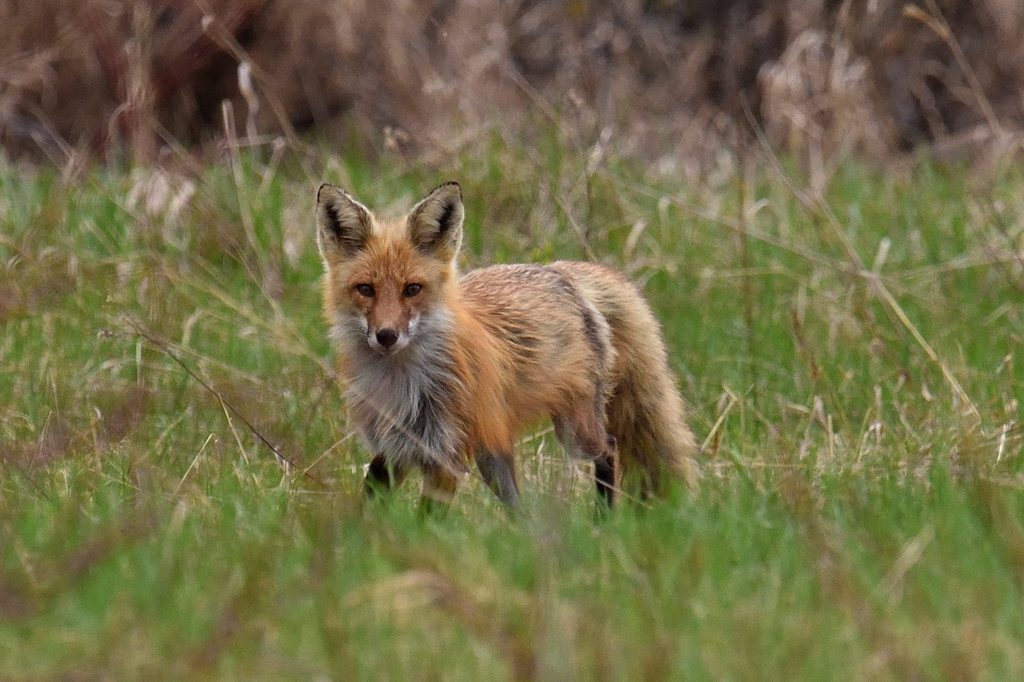 Red Fox from Chicoutimi, Saguenay, QC, Canada on May 25, 2018 at 04:40 ...