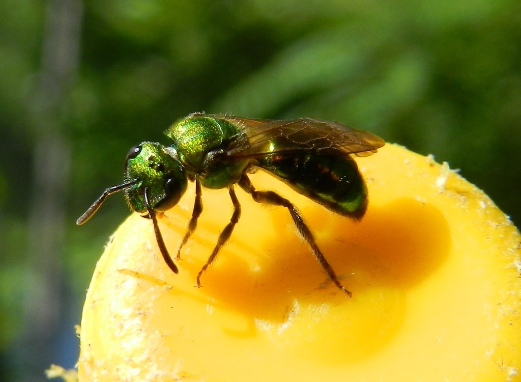 Halictinae (Abejas y avispas de Veracruz) · iNaturalist