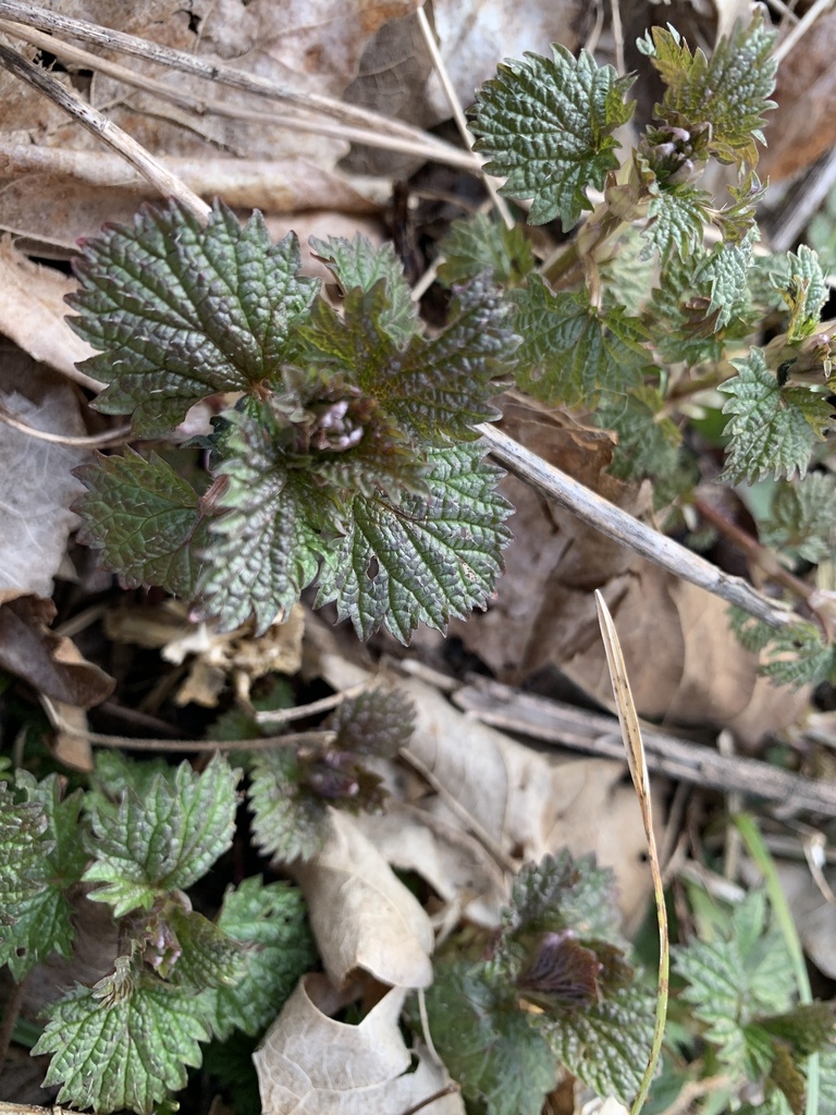 great stinging nettle from Bath Rd, Kingston, ON, CA on April 19, 2020 ...