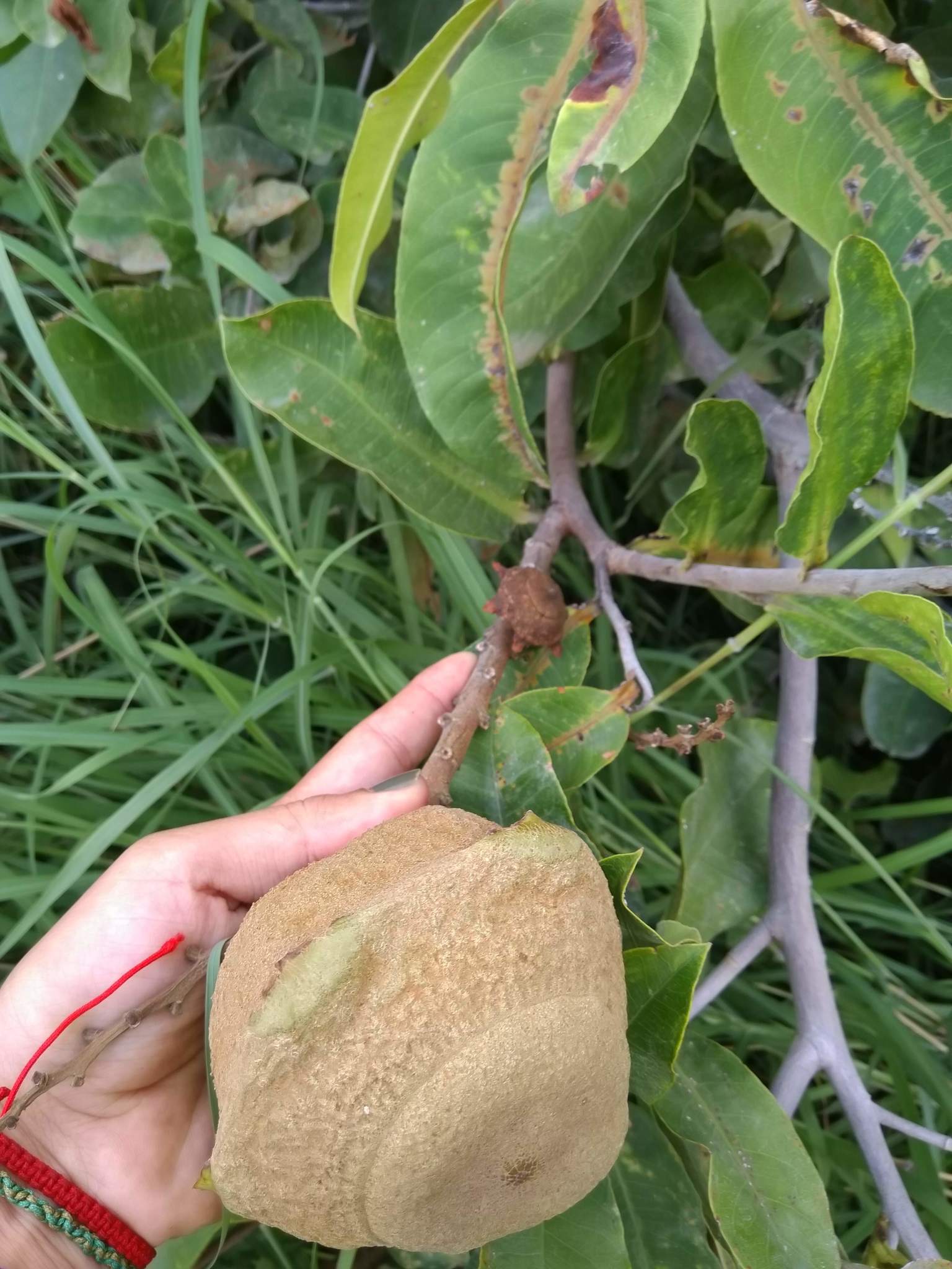 Lecythis minor Jacq.