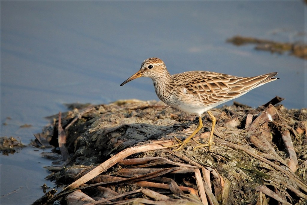 Pectoral Sandpiper from Cameron County, TX, USA on March 27, 2017 at 10 ...