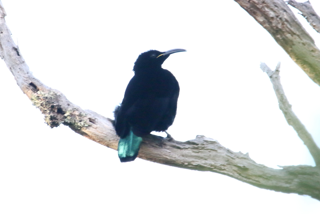 Paradise Riflebird (Ptiloris paradiseus) (Birds of the Sunshine Coast ...