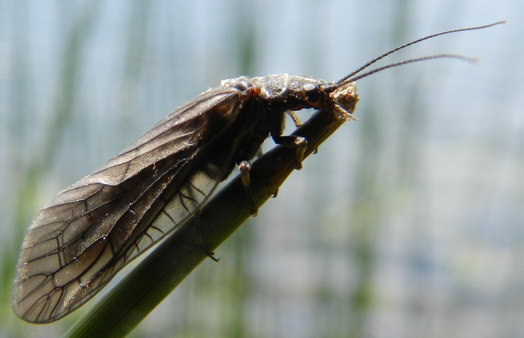 Holarctic Alderflies from Nescopeck State Park on May 27, 2013 at 09:47 ...