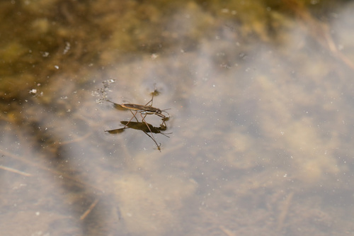 Gerris asper · NaturaLista Colombia