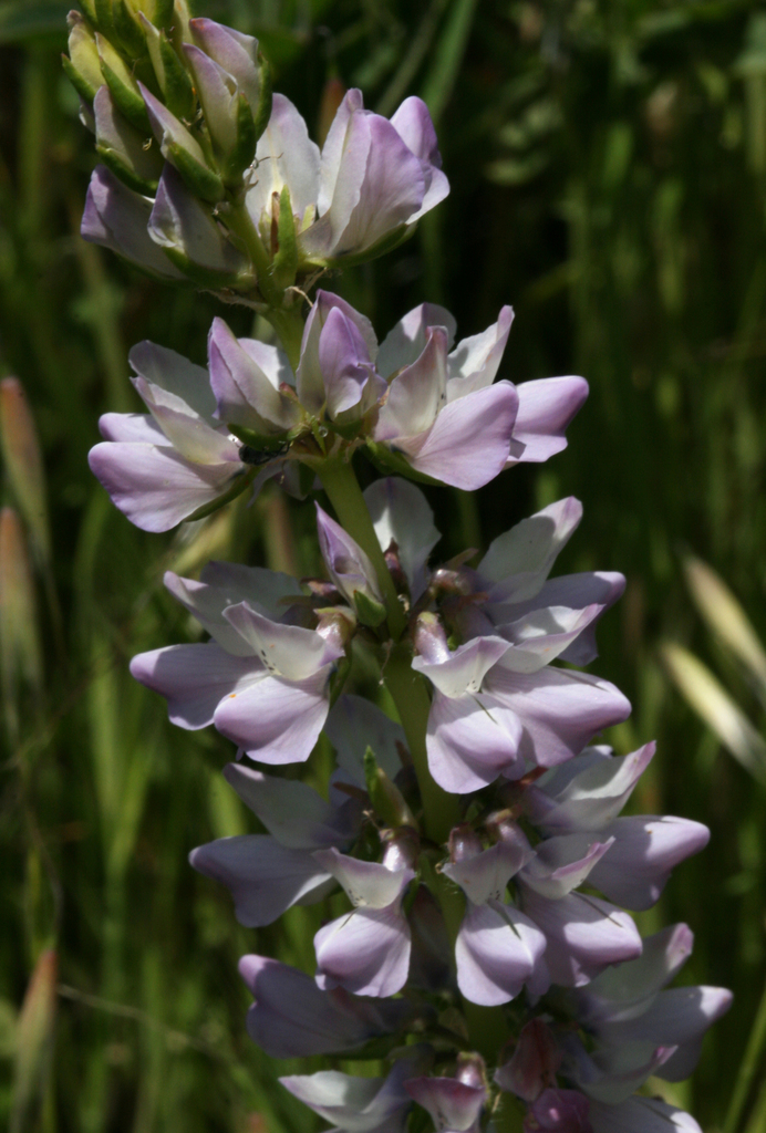 Secund Lupine (Plants of Mount Burdell (CNPS list with pictures ...