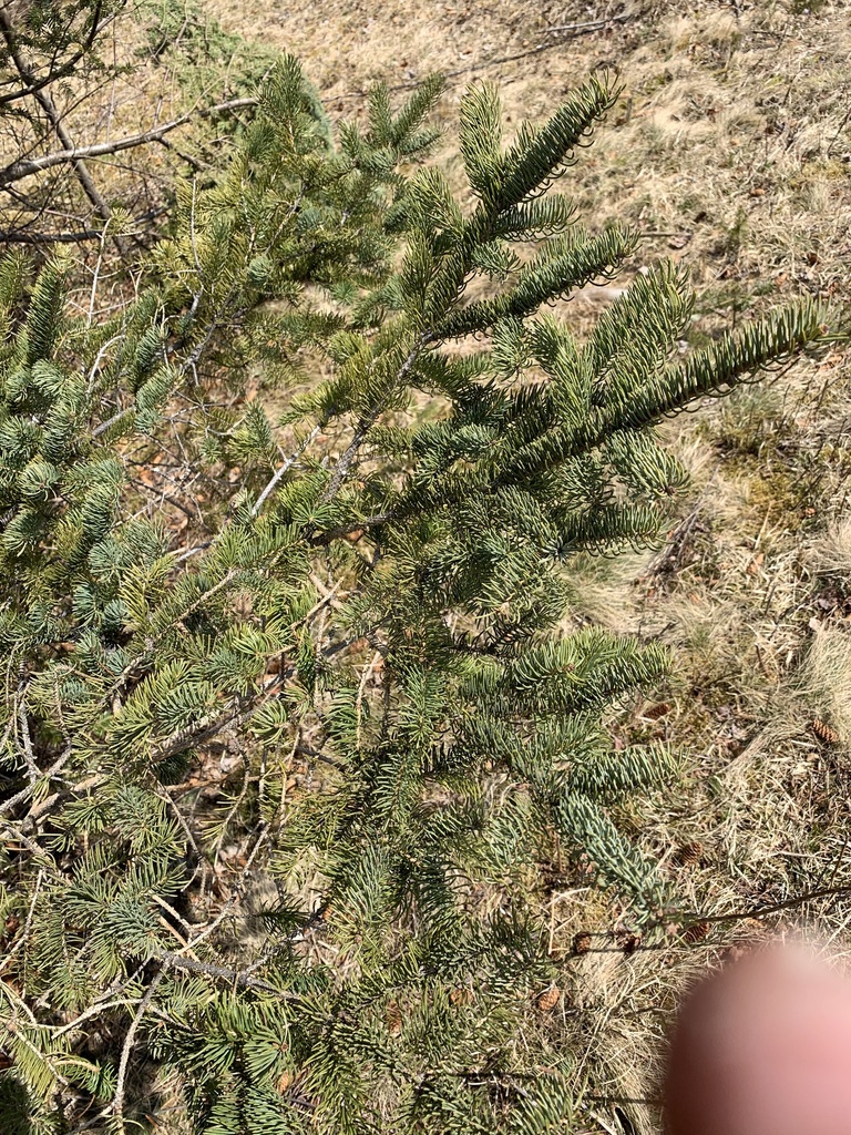 white spruce from Adirondack Park, Lake Placid, NY, US on April 19 ...
