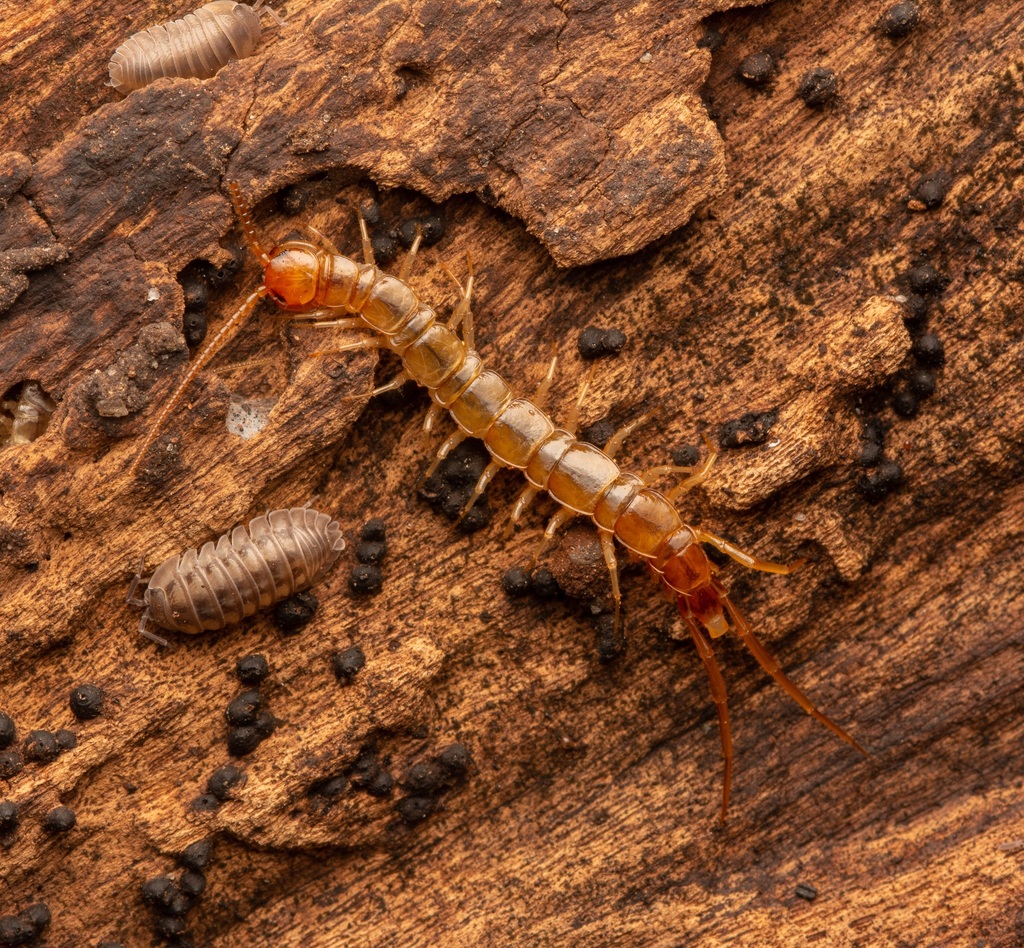 Stone Centipedes from Buceo, 11600 Montevideo, Montevideo Department ...