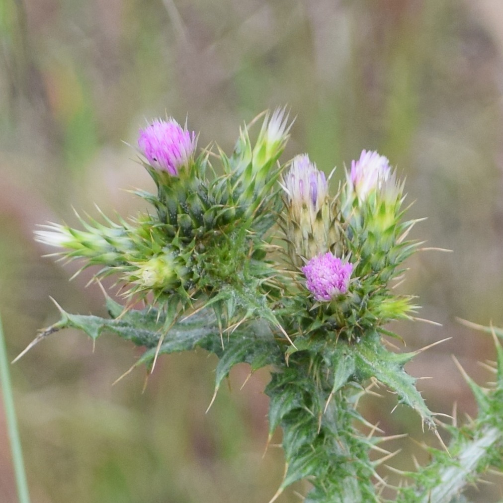 Slender Thistle from Sunnyvale, CA, USA on April 18, 2020 at 10:57 AM ...