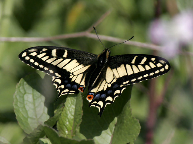 Anise Swallowtail (More Mesa Insect Guide) · iNaturalist