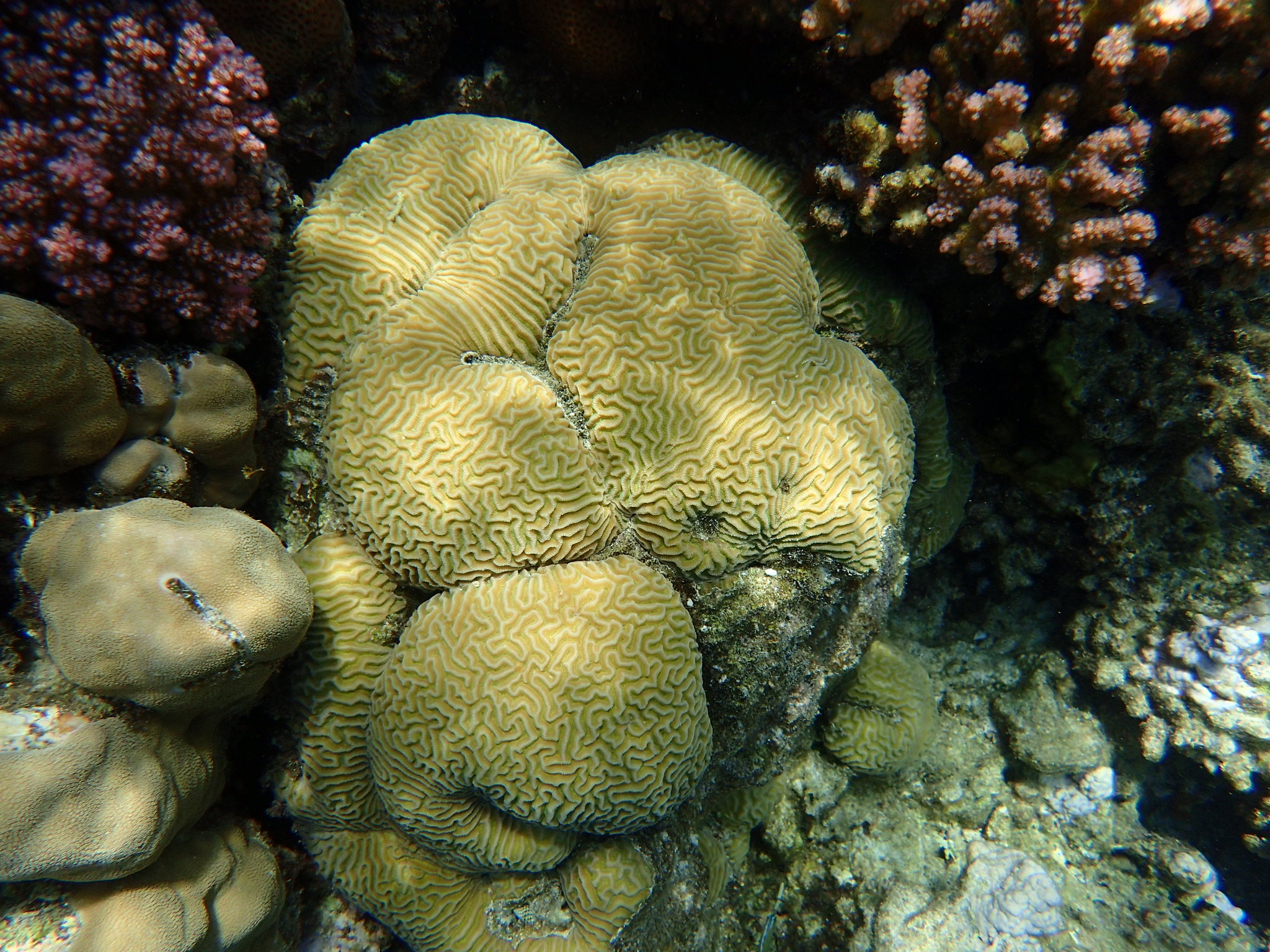 Platygyra daedalea (Ellis & Solander, 1786)