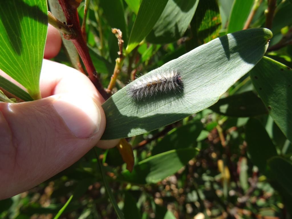 Anthela from Kingborough, Tasmania, Australia on January 21, 2014 at 12 ...