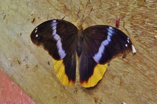 Subspecies Catoblepia orgetorix orgetorix · iNaturalist