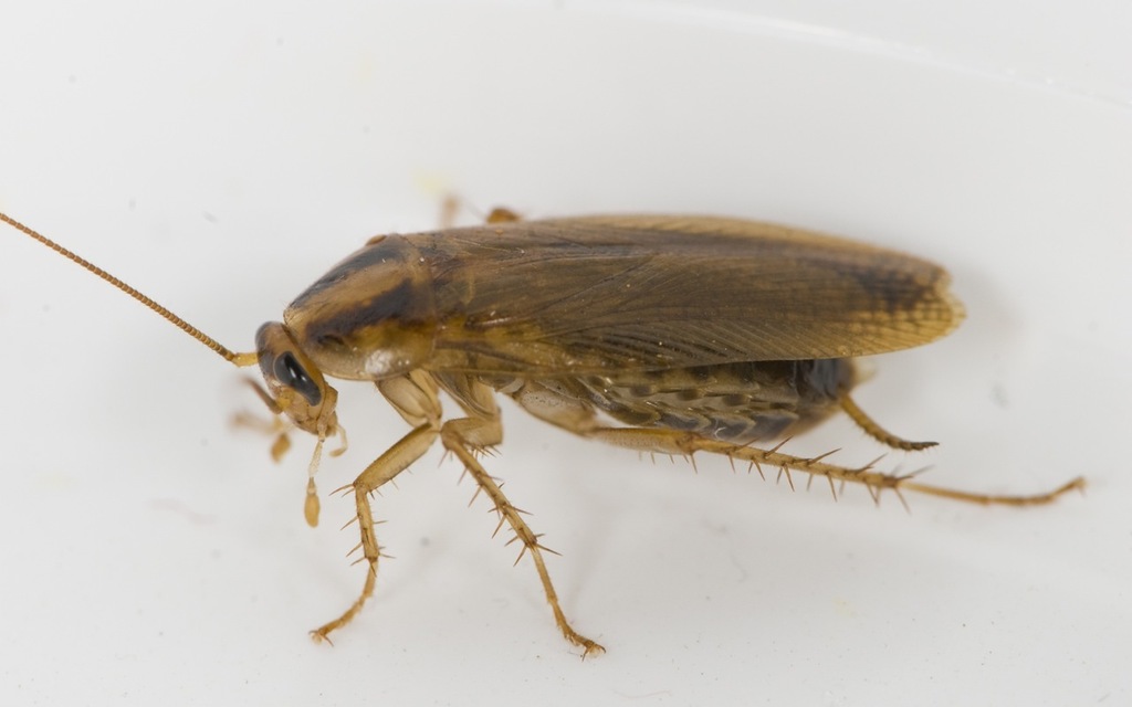 German Cockroach (Insects of Ohio) · iNaturalist