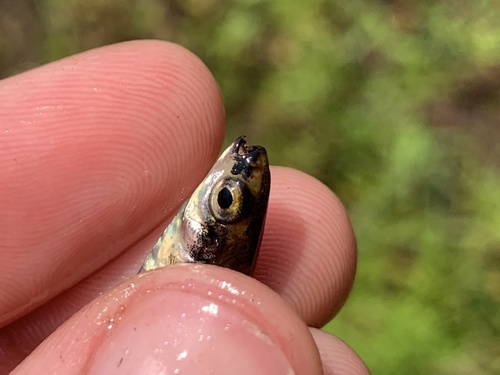 Ironcolor Shiner (Endangered and threatened wildlife of illinois ...