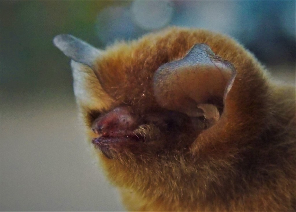 Mexican Greater Funnel-eared Bat from Amapala, Honduras on March 19 ...