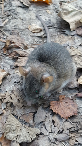Eastern Woodrat (Wildlife of John Martin Reservoir State Park ...