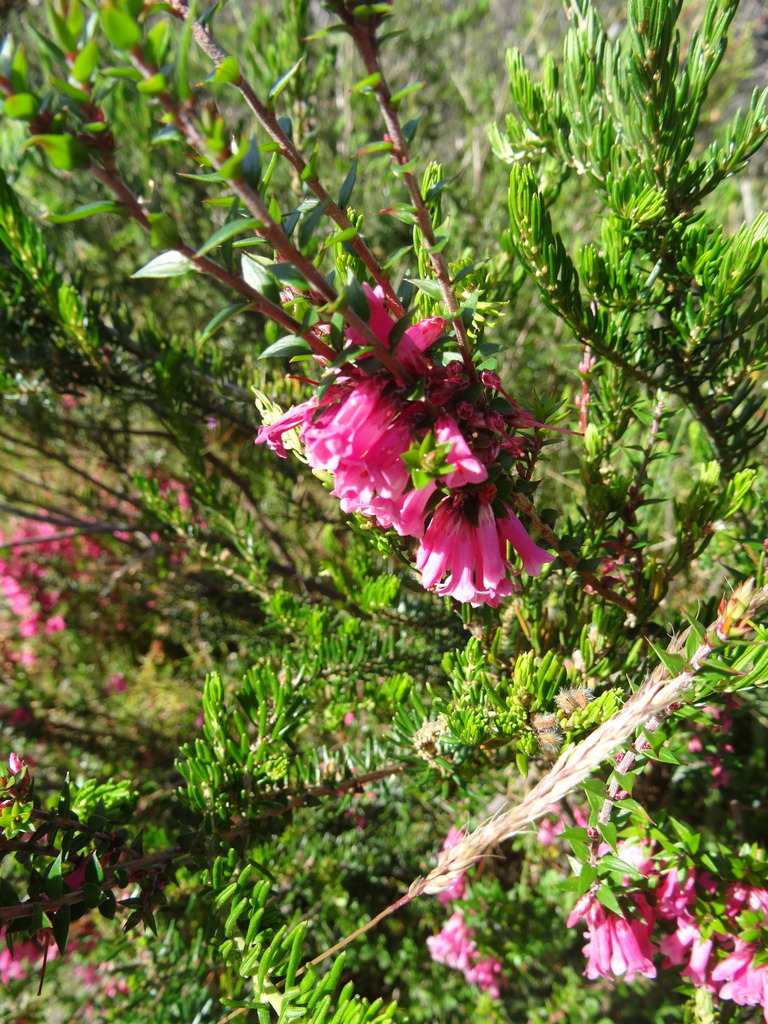 Common Heath from Kingborough, Tasmania, Australia on January 21, 2014 ...