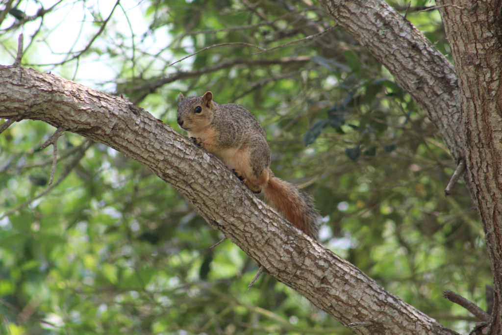 Fox Squirrel from Padre Island, Corpus Christi, TX, USA on April 19 ...