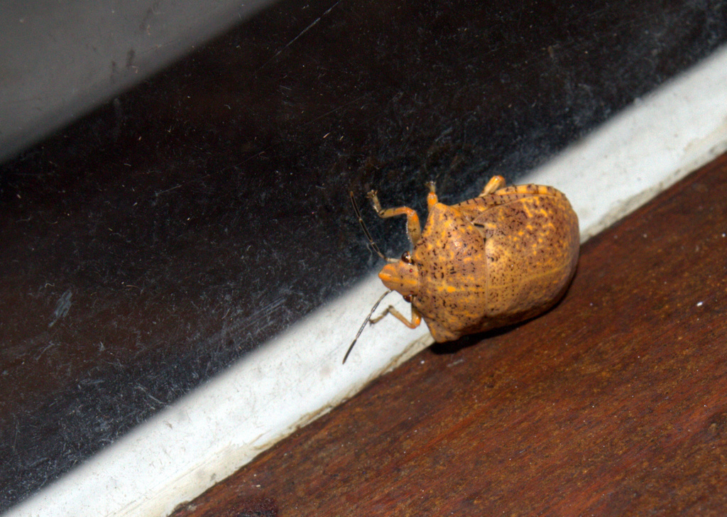 Tetyra from Chapare, Bolivia on November 12, 2017 at 12:34 AM by ...