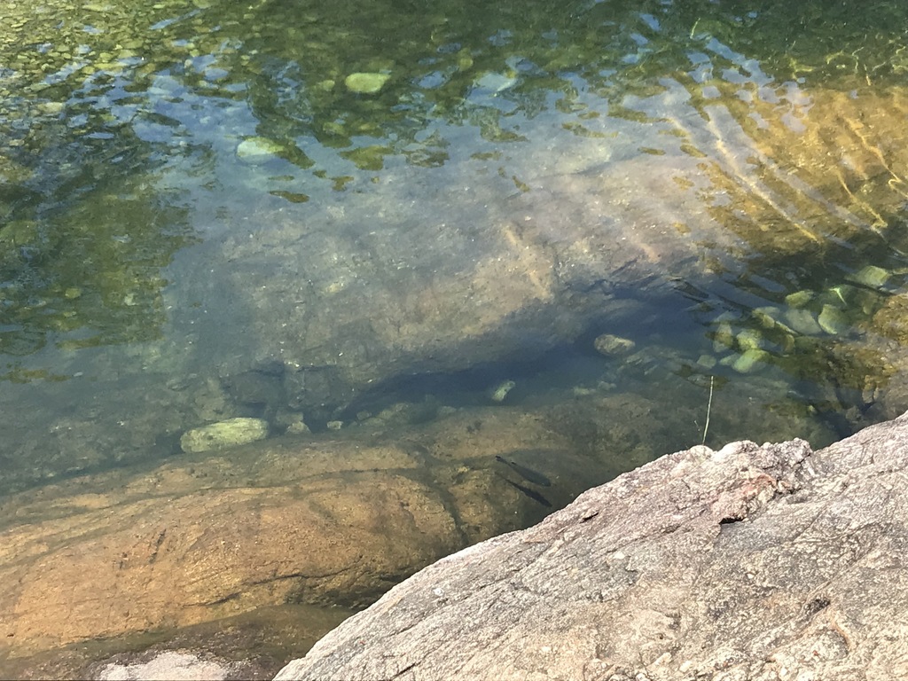 Jungle Perch from Crystal Creek QLD 4816, Australia on November 24 ...