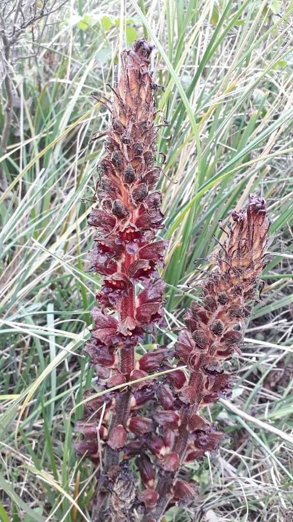 (Orobanche variegata) - Botanical Realm