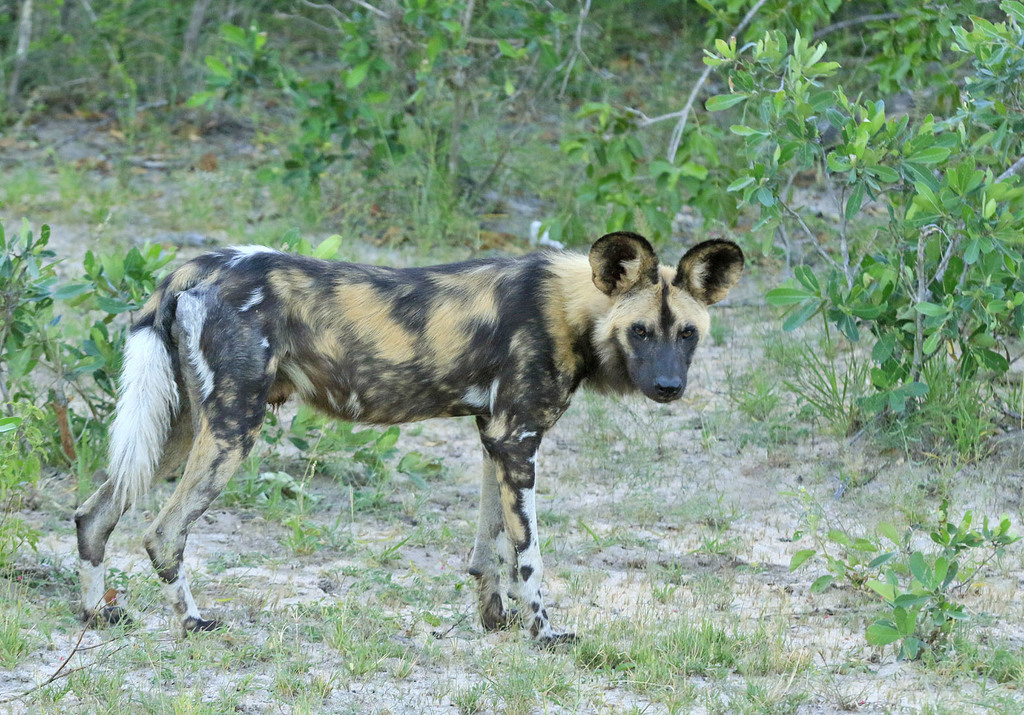 Cape Wild Dog (Lycaon pictus pictus) - Know Your Mammals