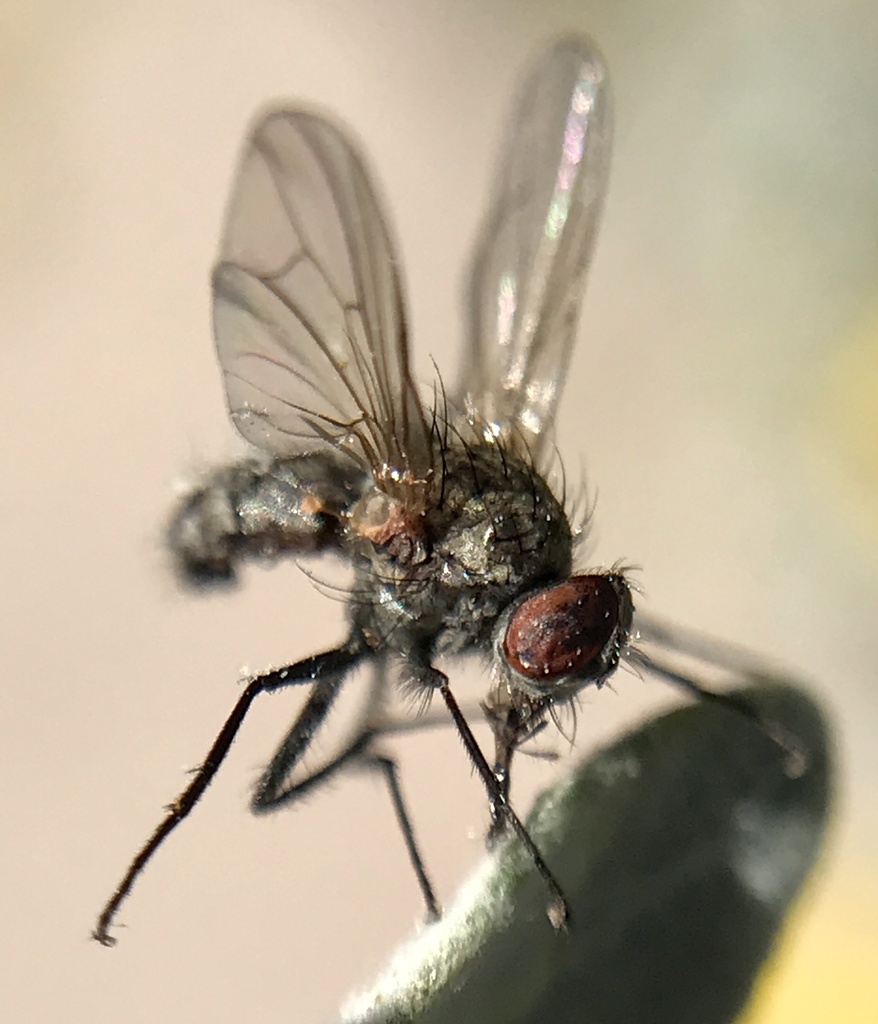 Brachyceran Flies from Desert Willow Golf Resort, Palm Desert, CA, US ...