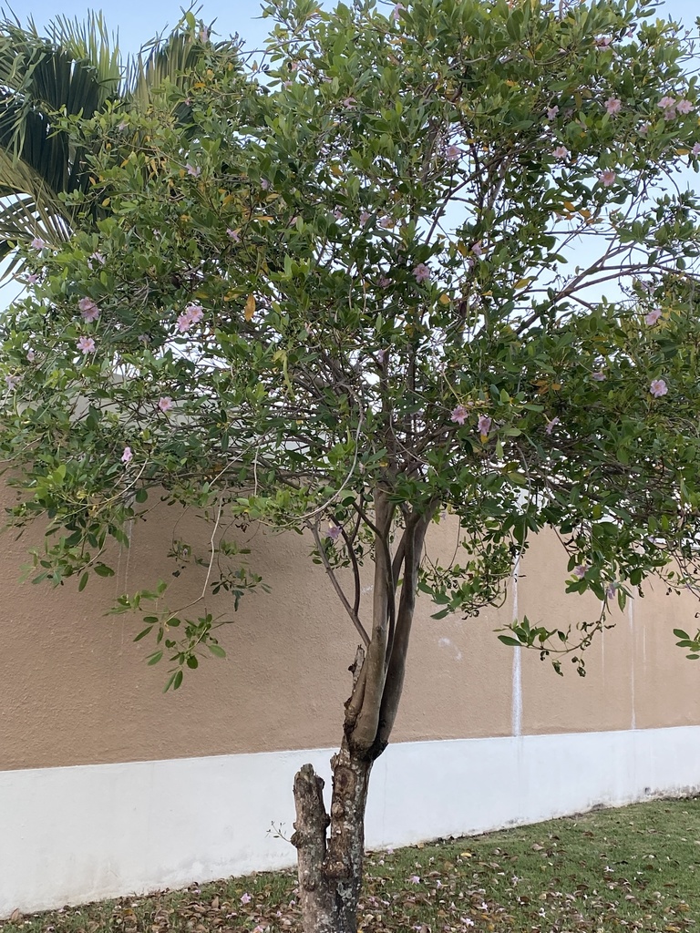 Pink Trumpet-tree from Puerto Rico, Dorado, PR, US on April 19, 2020 at ...