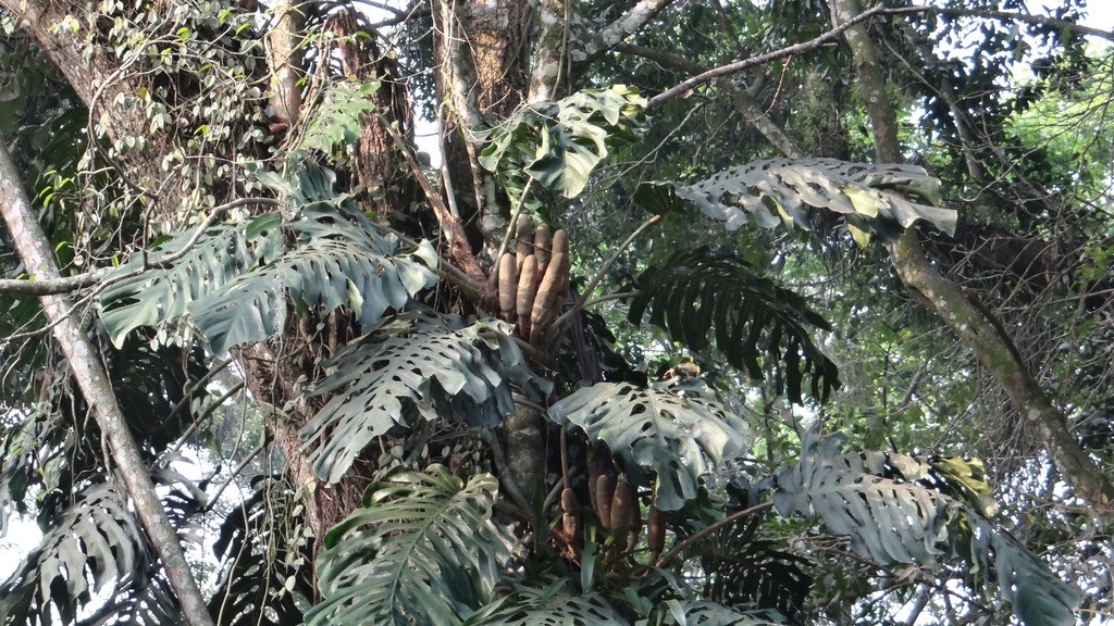 Monstera punctulata from Atoyac, Veracruz, Mexico on March 25, 2017 at ...