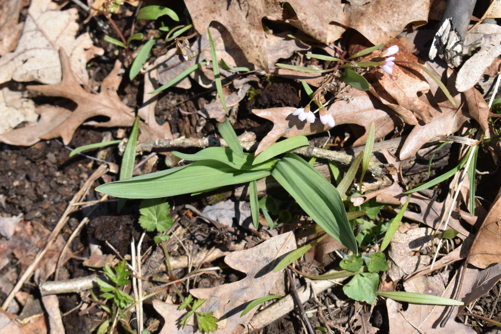 small white leeks from Homer Glen, IL, USA on April 18, 2020 at 10:20 ...