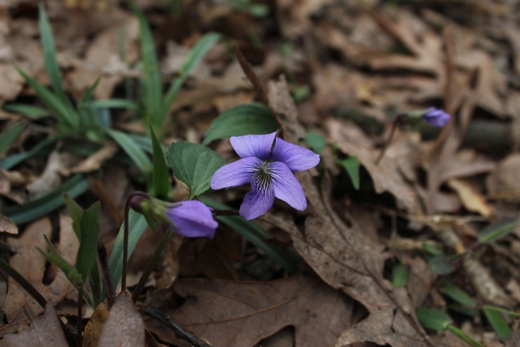 three-lobed violet from Central Township, MO, USA on April 19, 2020 at ...