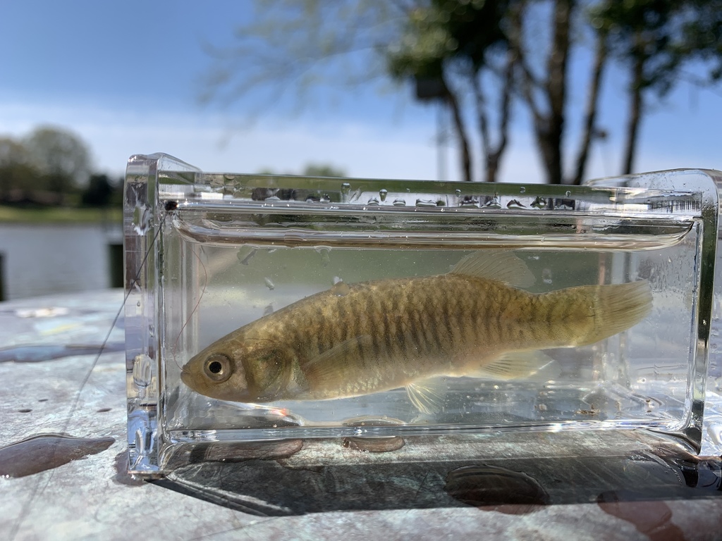 Mummichog in April 2020 by FDraper · iNaturalist