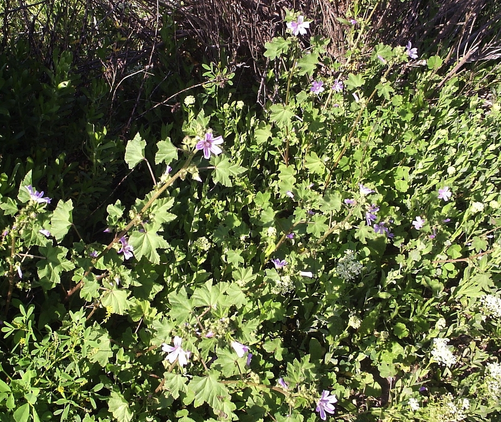 bull mallow from Turtle Rock, Irvine, CA, USA on April 19, 2020 at 06: ...