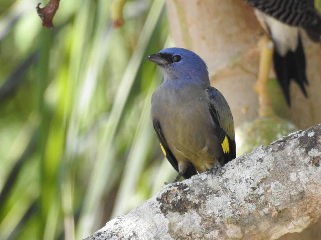 Yellow-winged Tanager from Calakmul, Camp., México on March 22, 2017 at ...