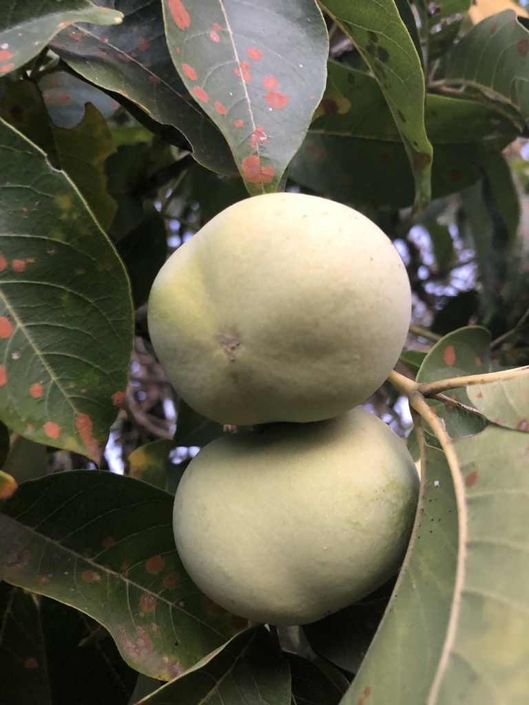 White sapote from Tepic, NAY, MX on April 19, 2020 at 07:29 PM by ...