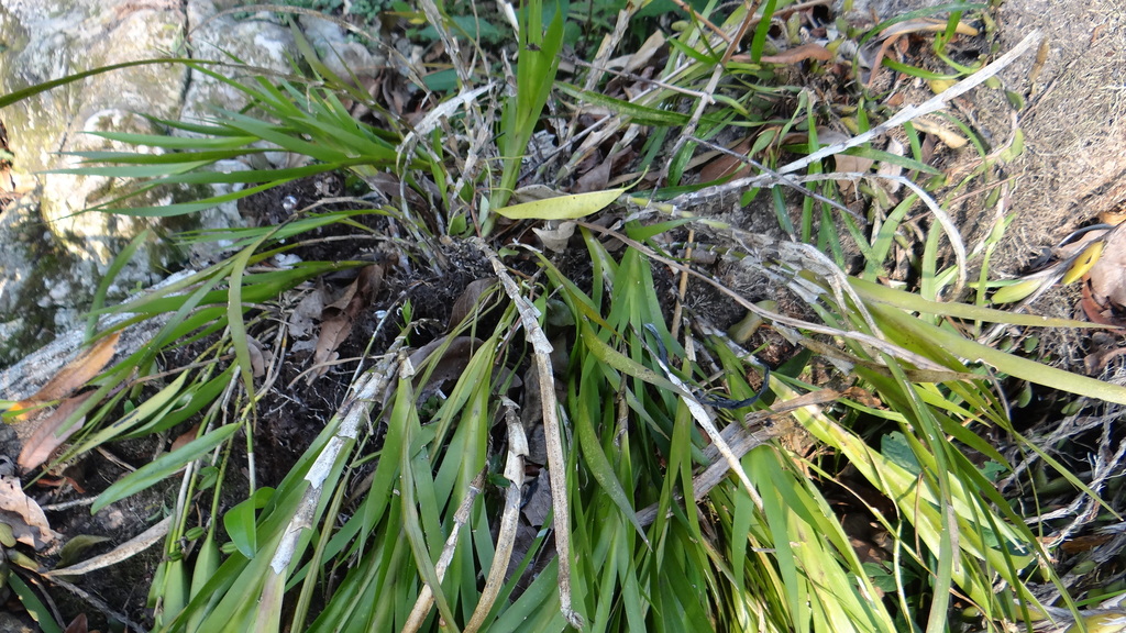Jacquiniella equitantifolia (Orquídeas del Bosque Mesófilo ...