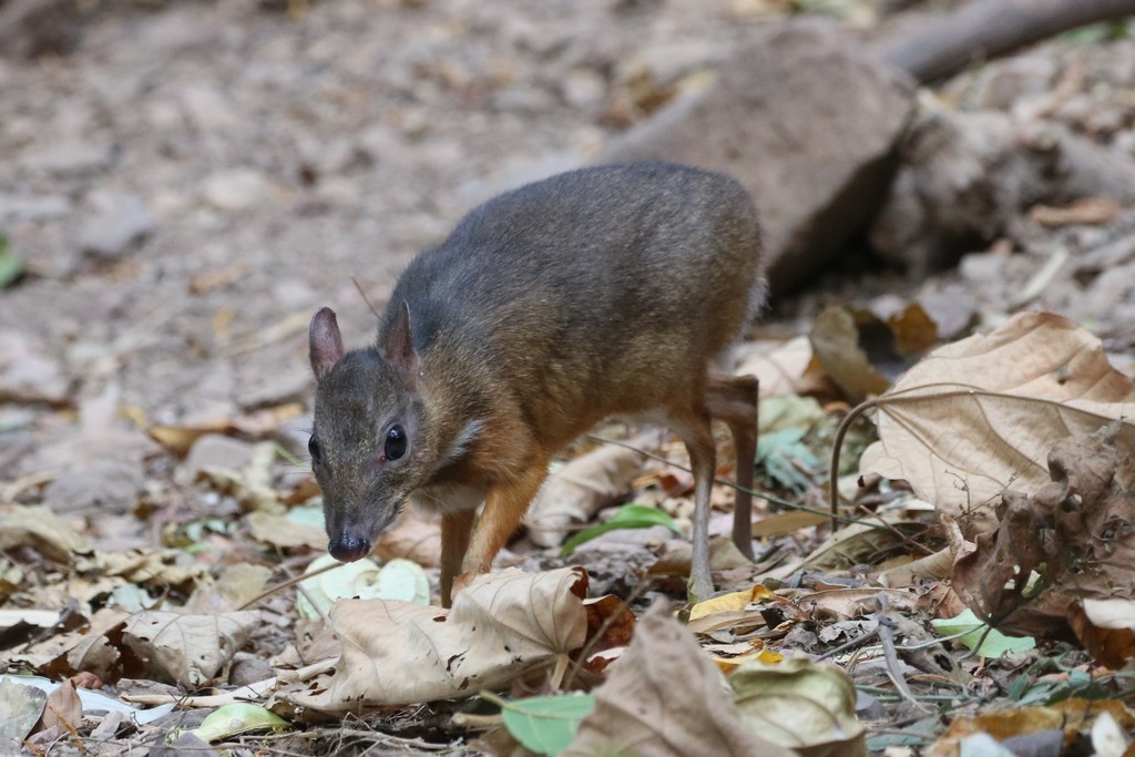 Lesser Oriental Chevrotain from Song Phi Nong, Kaeng Krachan District ...