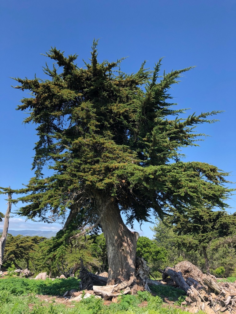 Monterey Cypress (Plants of Tiritiri Matangi ) · iNaturalist