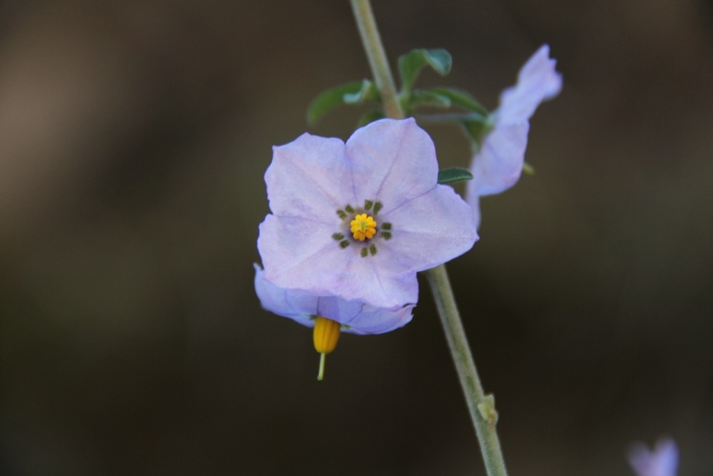 bluewitch nightshade (A Floral Guide to Walker Ridge) · iNaturalist