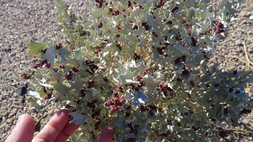Desert Holly (Atriplex hymenelytra) - Botanical Realm