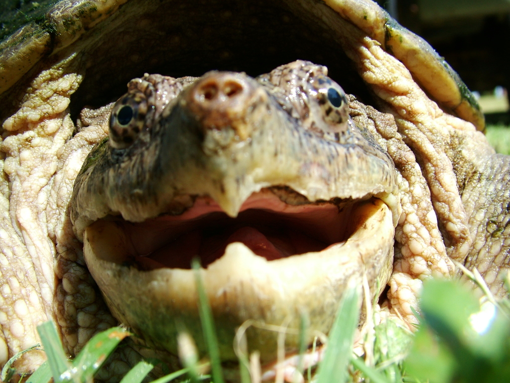 Common Snapping Turtle from Central Arlington, Arlington, TX, USA on ...